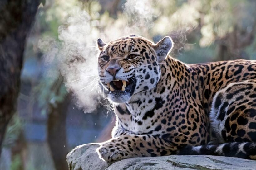 Amsterdam: ARTIS Royal Zoo Entry Ticket - Authentic Experiences