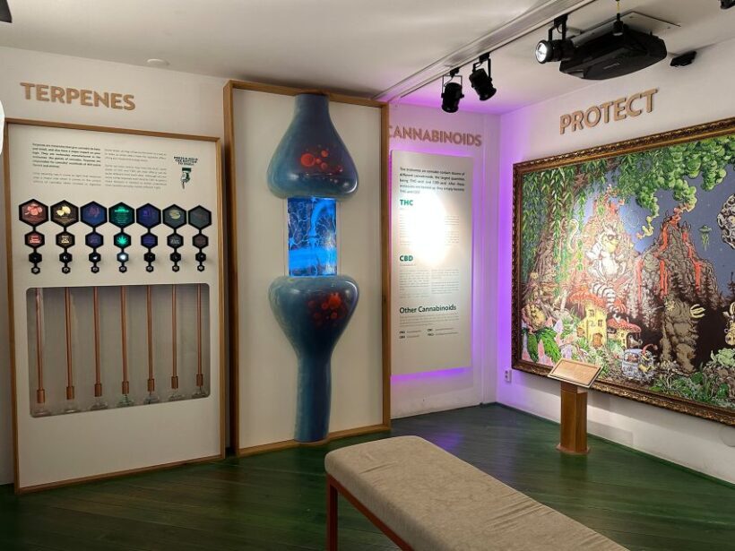 Amsterdam: Cannabis Museum Entry Ticket - Authentic Insights from Visitors