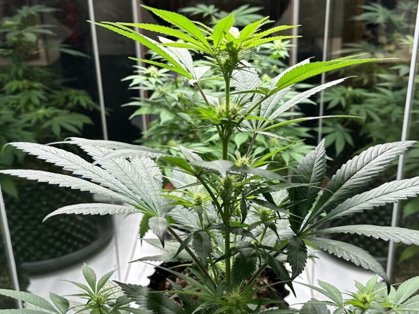 Amsterdam: Cannabis Museum Entry Ticket - The Sum Up: Who Will Love the Cannabis Museum?