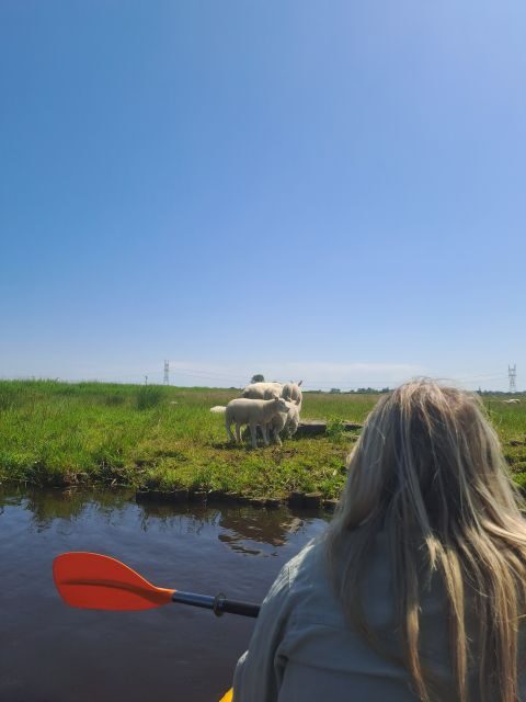 Amsterdam: Countryside Bike and Kayak Guided Tour - Authentic Experiences and Top Highlights