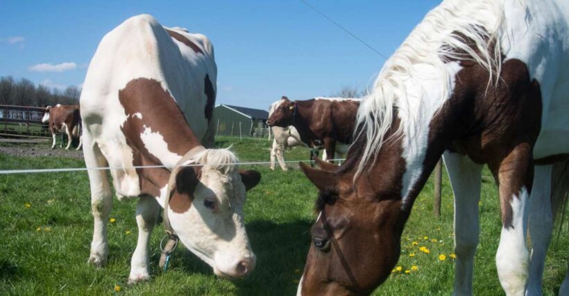 Amsterdam: Full-Day Countryside Tour - The Sum Up