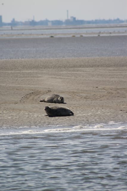 Amsterdam: Half-Day Seal Safari at Waddensea UNESCO Site - An Authentic Peek into the Waddensea
