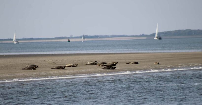 Amsterdam: Half-Day Seal Safari at Waddensea UNESCO Site - Wildlife Watching: What You’ll See and Why it Matters