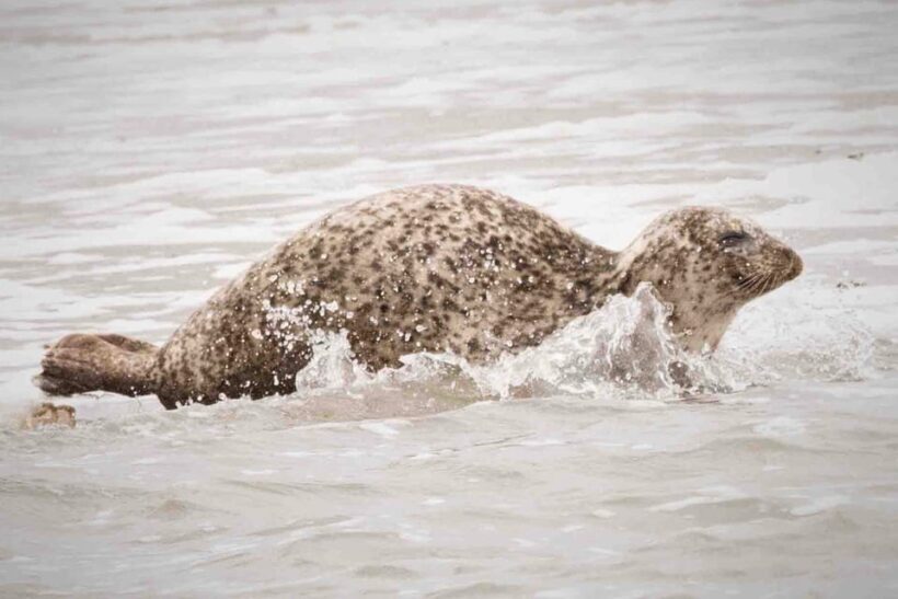 Amsterdam: Half-Day Seal Safari at Waddensea UNESCO Site - Practicalities and What’s Included