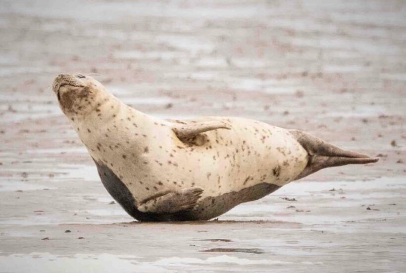 Amsterdam: Half-Day Seal Safari at Waddensea UNESCO Site - FAQ