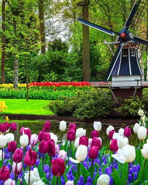 Amsterdam: Keukenhof and Tulip Fields Private Day Trip - What Makes This Tour Special?