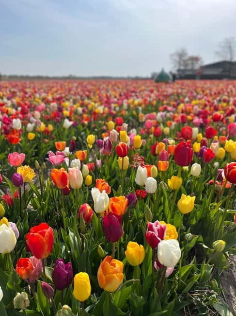 Amsterdam: Keukenhof and Tulip Fields Private Day Trip - Final Thoughts: Who Is This Tour Best For?