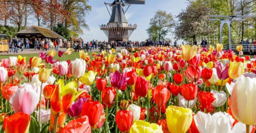 Amsterdam: Keukenhof and Zaanse Schans Live Guided Day Tour - The Clog-Making and Cheese Demonstrations