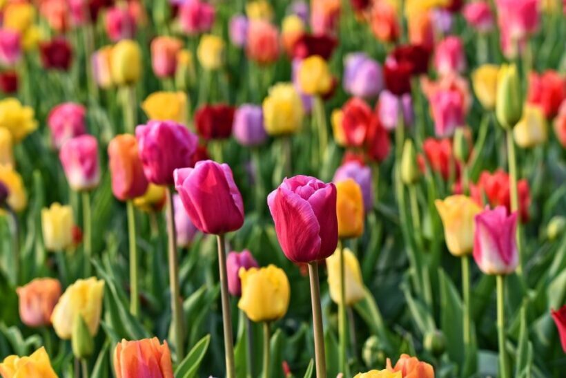 Amsterdam: Keukenhof and Zaanse Schans Live Guided Day Tour - Additional Options and Flexibility