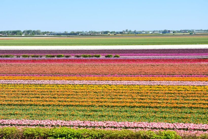Amsterdam: Keukenhof and Zaanse Schans Live Guided Day Tour - Frequently Asked Questions
