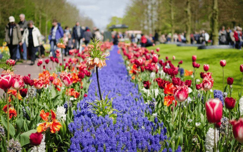 Amsterdam: Keukenhof and Zaanse Schans Windmills Day Trip - The Sum Up