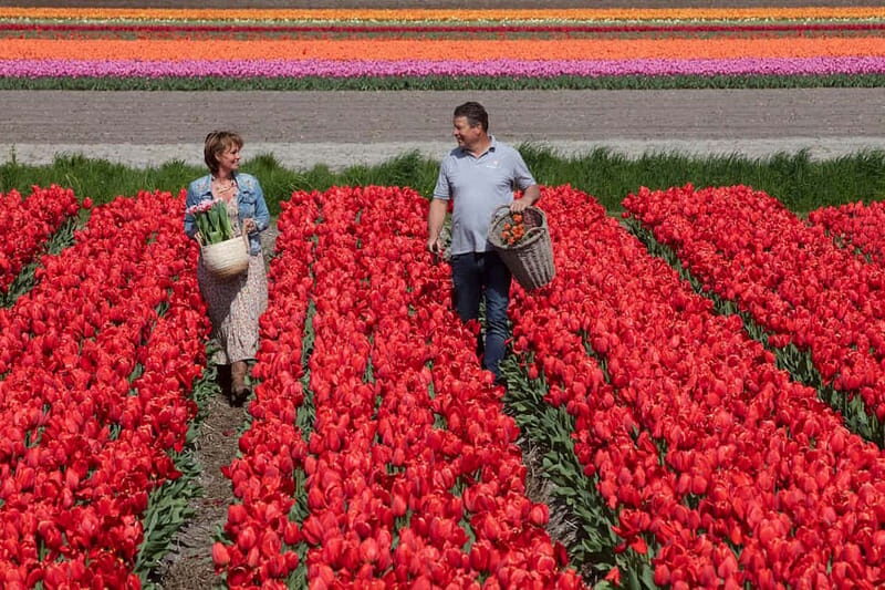 Amsterdam: Keukenhof, Tulip Farm Full-Day Tour with Cruise - The Value for Money
