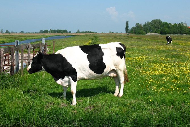 Amsterdam Landscape Windmill Private Bike Tour Review - Tour Inclusions and Requirements