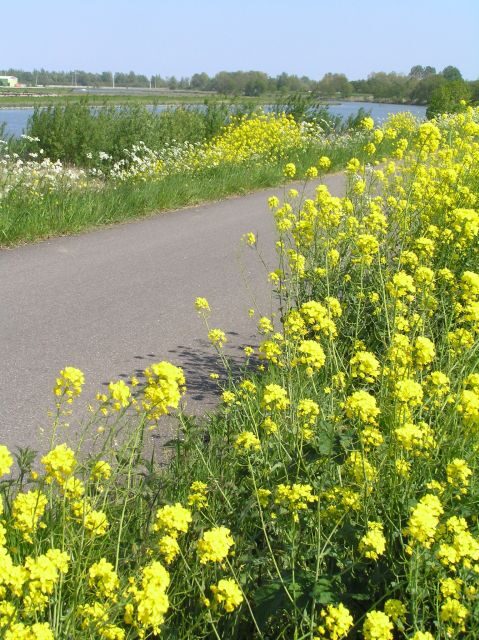 Amsterdam: New Ijburg District Private Bike Tour - Key Points
