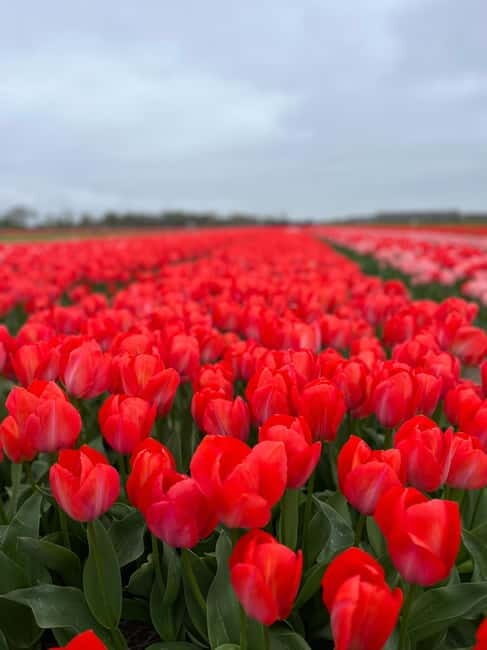 Amsterdam: Private Keukenhof and Free Tulip Tour - What Past Travelers Say