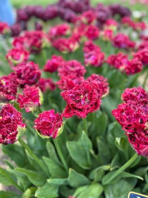 Amsterdam: Private Keukenhof and Free Tulip Tour - The Sum Up: Who Is This Tour Best For?