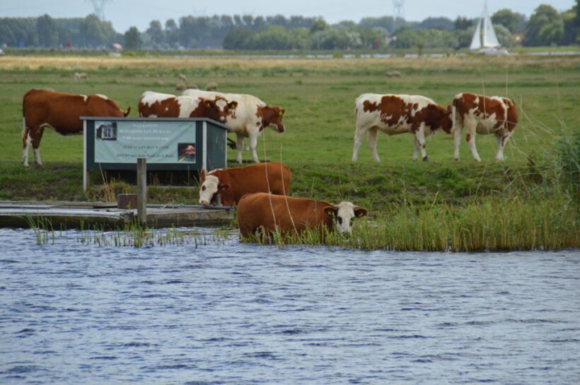 Amsterdam: Tour to Keukenhof Gardens with Windmill Cruise - Return and Flexibility