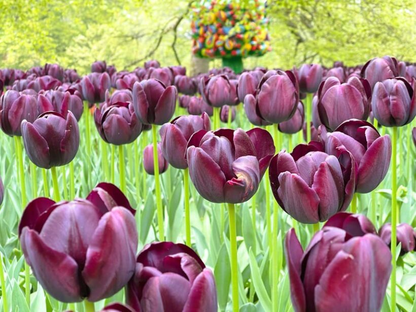 Amsterdam: Tulips & Windmill - Full day PRIVATE tour by car - An Authentic Day in the Netherlands: Tulips & Windmills with a Private Touch