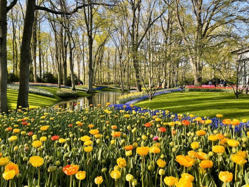 Amsterdam: Tulips & Windmill - Full day PRIVATE tour by car - What Makes This Tour Stand Out