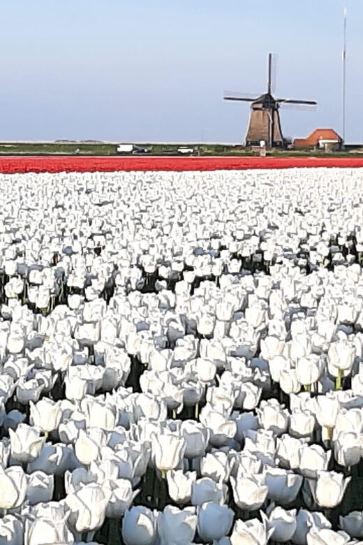 Amsterdam:Private guided Non Touristic Tulip & Windmill tour - Exploring the Hidden Corners of Holland: A Review of the Private Guided Non-Touristic Tulip & Windmill Tour in Amsterdam