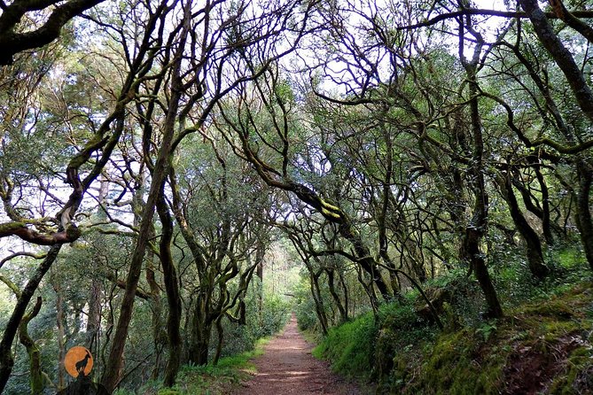An Adventure Through the Forest and Palace of Bussaco - Coimbra - Inclusions and Services Provided