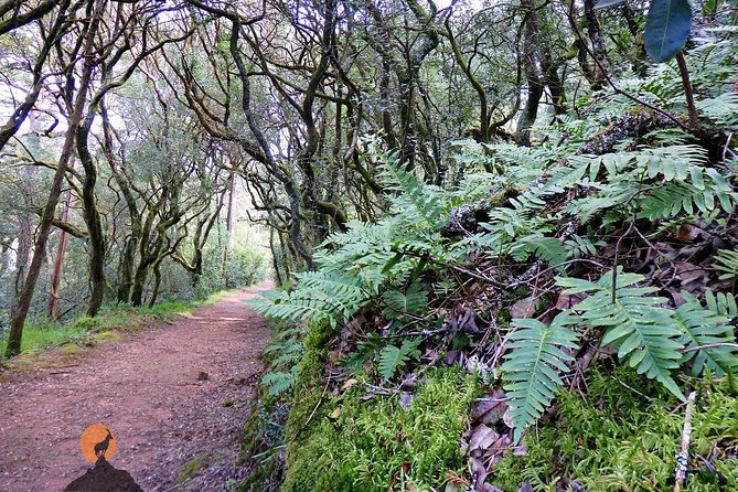 An Adventure Through the Forest and Palace of Bussaco - Coimbra - Booking and Cancellation Policy