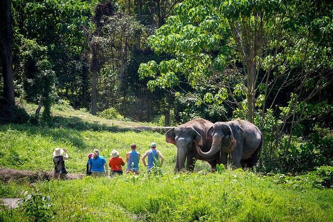 An Afternoon with the Elephants at Phuket Elephant Sanctuary - A Closer Look at the Tour Itinerary