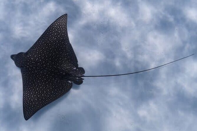 An Eagle Ray and Turtle Tour-Small Groups & Photography Included - Getting a Feel for the Tour Experience