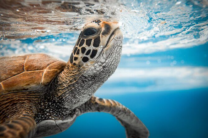 An Eagle Ray and Turtle Tour-Small Groups & Photography Included - Final Thoughts: Is It Worth It?
