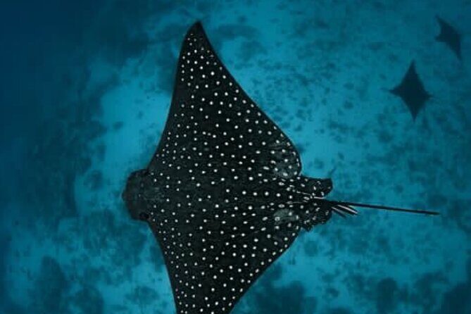 An Eagle Ray and Turtle Tour-Small Groups & Photography Included - Who Would Enjoy This Tour?