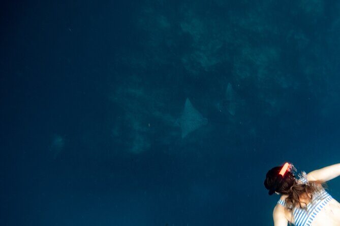 An Eagle Ray and Turtle Tour-Small Groups & Photography Included - FAQ