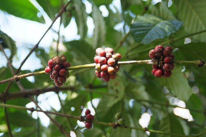 An Eco-Walk through Green Bali - FAQs