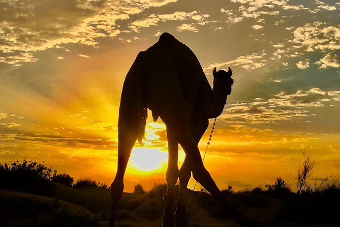An Overnight Non-touristic Camel Safari (2PM to 11:30 AM Next Day) - Authentic Overnight Camel Safari in Jaisalmer: A Deep Dive