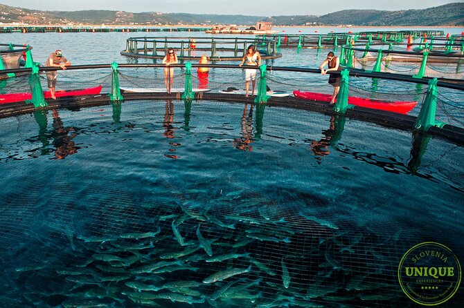 An Unforgettable Day With Fish, Wine and Olive Oil Tasting - Stunning Scenery and Relaxing Atmosphere