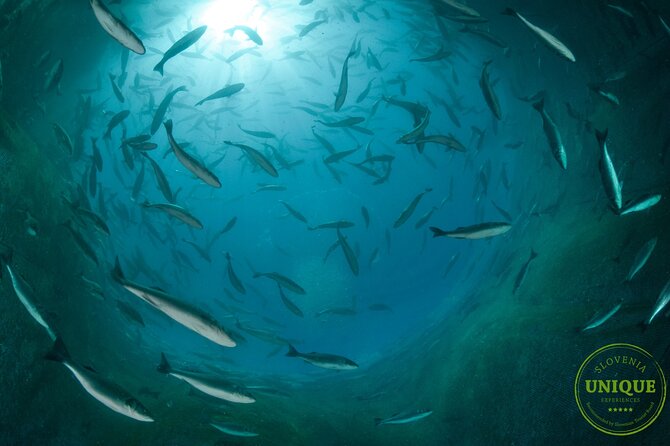 An Unforgettable Day With Fish, Wine and Olive Oil Tasting - Accessibility and Group Size