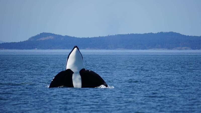Anacortes: Orca Whales Guaranteed Boat Tour near Seattle - The Sum Up
