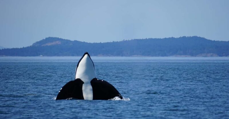 Anacortes: Orca Whales guaranteed boat tour near Seattle - Final Thoughts