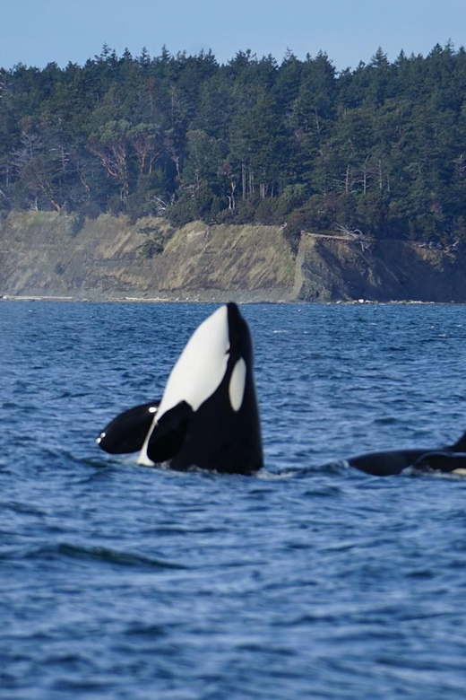 Anacortes: Whale and Orca Boat Tour near Seattle - Anacortes: Whale and Orca Boat Tour near Seattle