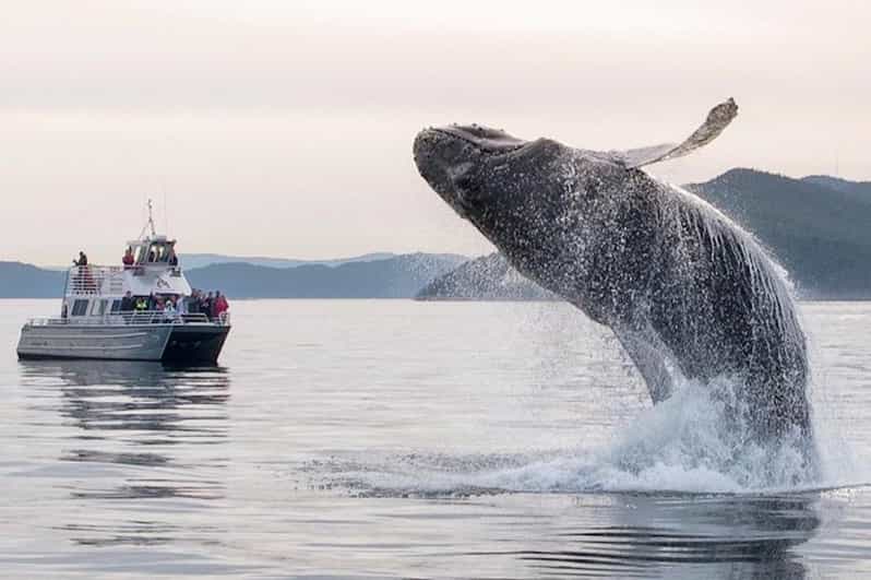 Anacortes: Whale and Orca Boat Tour near Seattle - What Makes This Tour Stand Out?