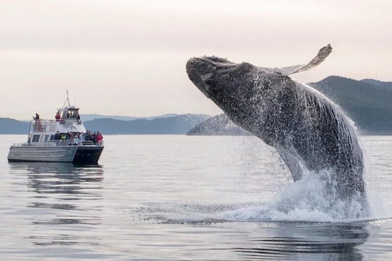 Anacortes: Whale and Orca Boat Tour near Seattle - The Price Versus the Experience