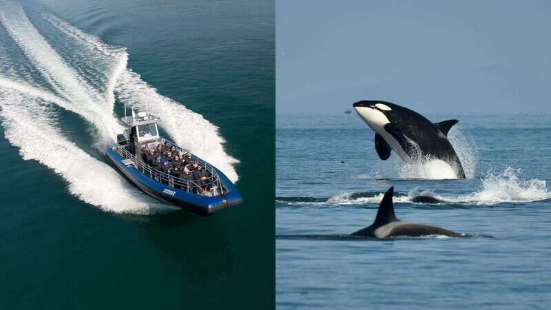 Anacortes: Whale Watching Adventure Tour Near Seattle - An Exciting and Authentic Wildlife Adventure
