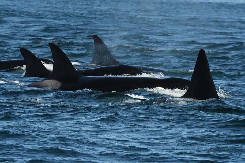 Anacortes: Whale Watching Adventure Tour Near Seattle - Wildlife Sightings and What to Expect