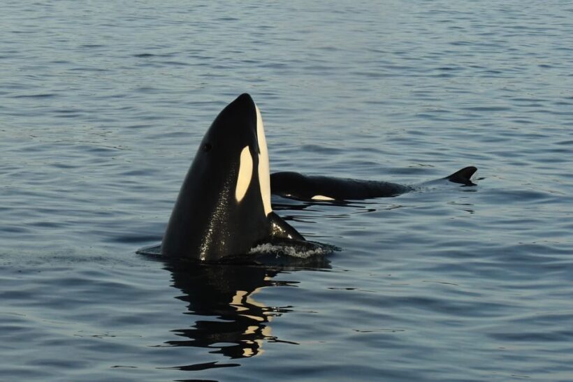 Anacortes: Whale Watching Adventure Tour Near Seattle - Weather and Clothing Considerations