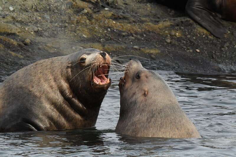 Anacortes: Whale Watching Adventure Tour Near Seattle - Authentic Wildlife Encounters: What Sets This Tour Apart