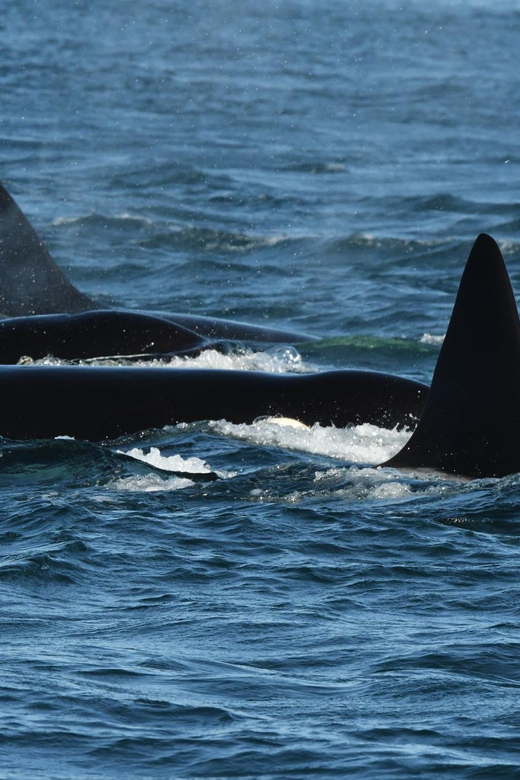 Anacortes: Whale Watching Adventure Tour Near Seattle - An Overview of What to Expect