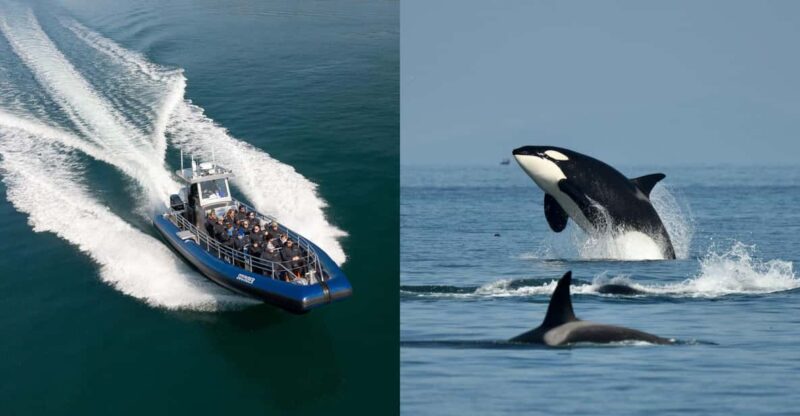 Anacortes: Whale Watching Adventure Tour Near Seattle - The Value of the Experience