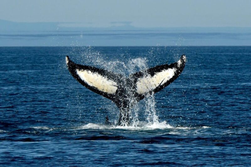 Anacortes: Whale Watching Adventure Tour Near Seattle - Authentic Wildlife Encounters and Expert Guides
