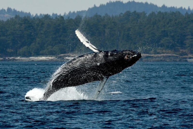 Anacortes: Whale Watching Adventure Tour Near Seattle - Practical Tips for Participants