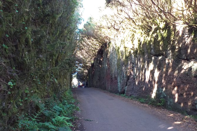 Anaga the enigmatic forest - Key Points