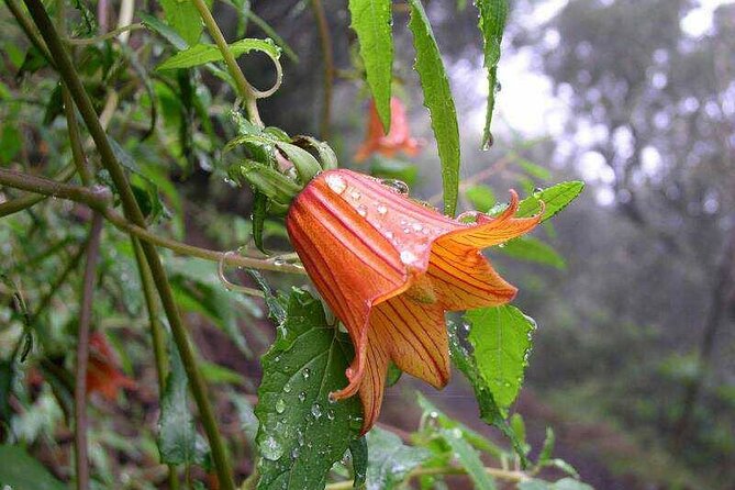 Anaga Total: Adventure between Forests, Summits and Sea. - The Value of a Private Guided Experience